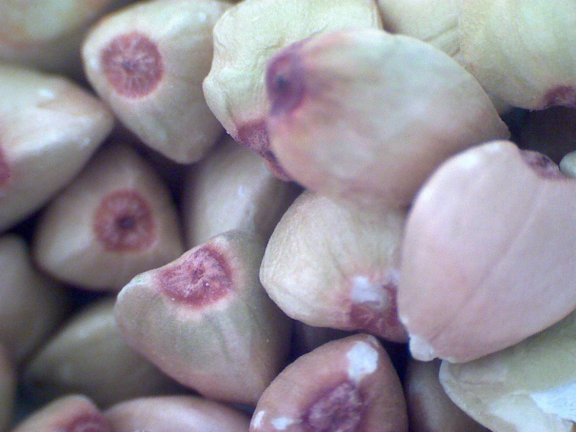 Buckwheat – Benefits and How to Use – Nest and Glow