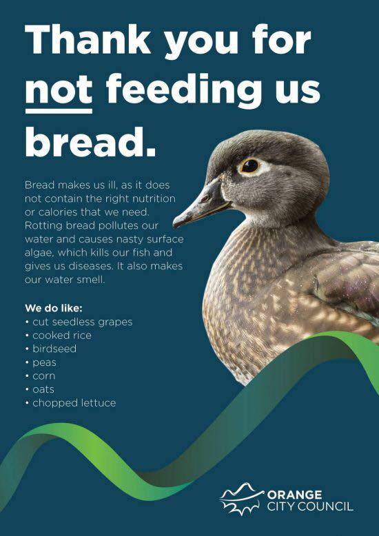 Feeding Bread Is Killing Birds By Causing Obesity Diabetes Deformaties