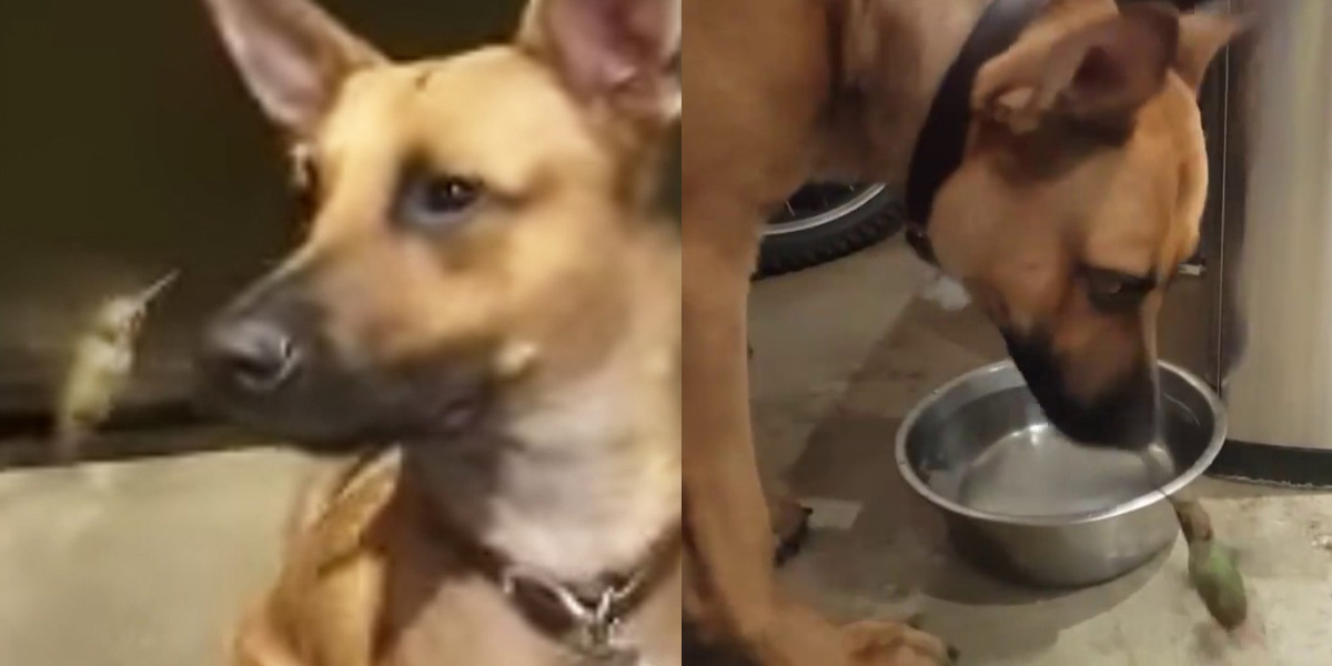 Heartwarming Animal Stories That Will Cheer Anyone Up – Nest and Glow