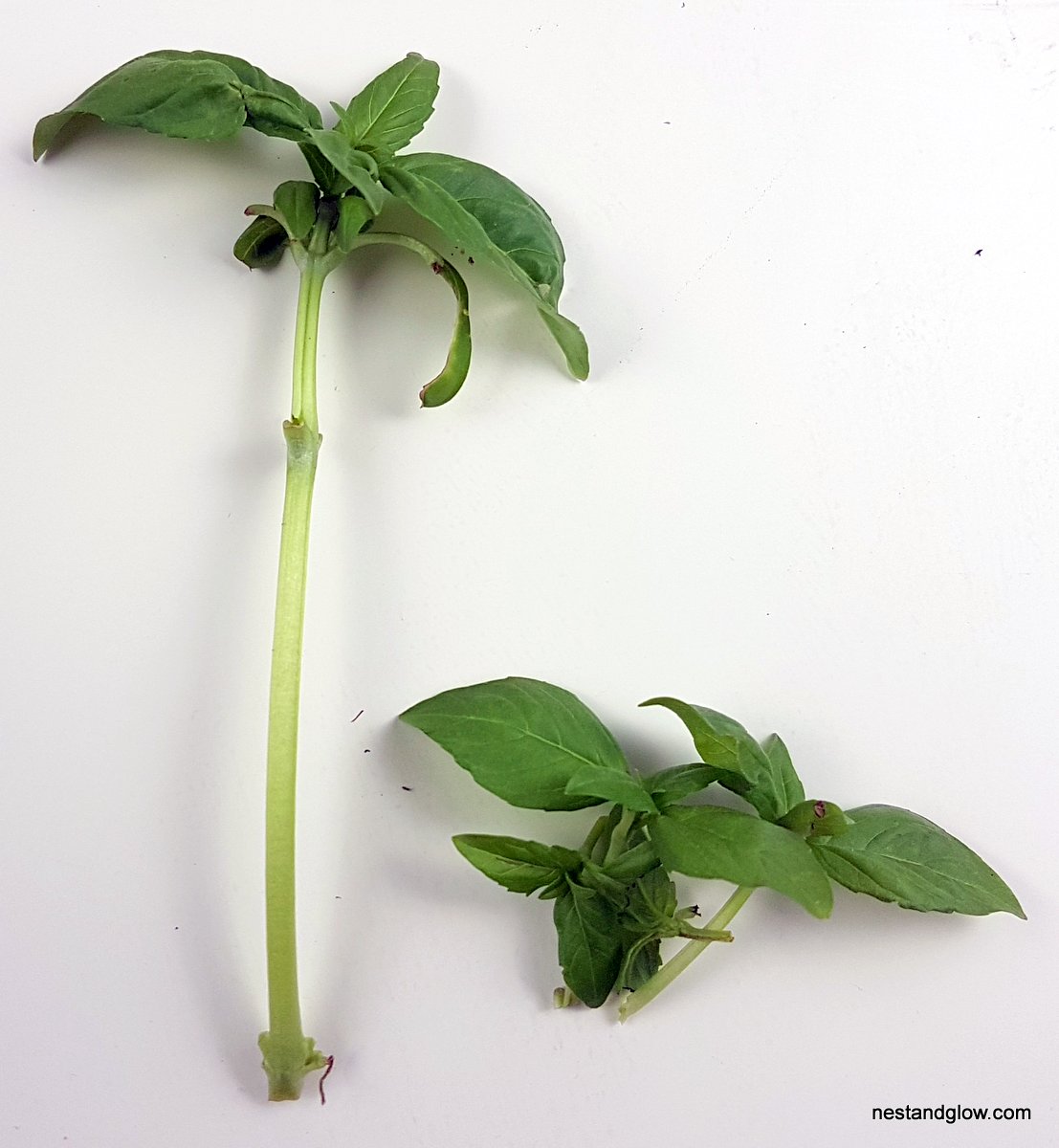 Grow Unlimited Basil At Home In 60 Days – Nest and Glow