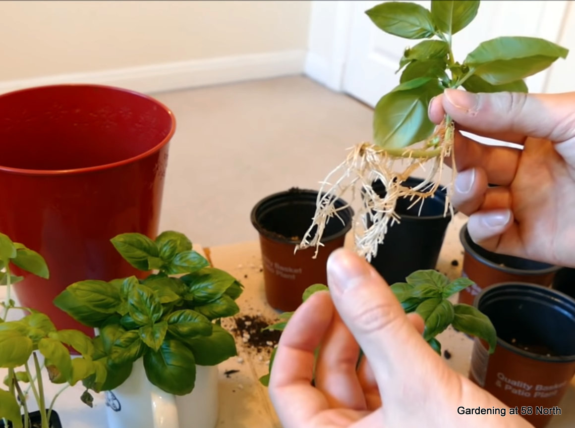 Grow Unlimited Basil At Home In 60 Days – Nest and Glow