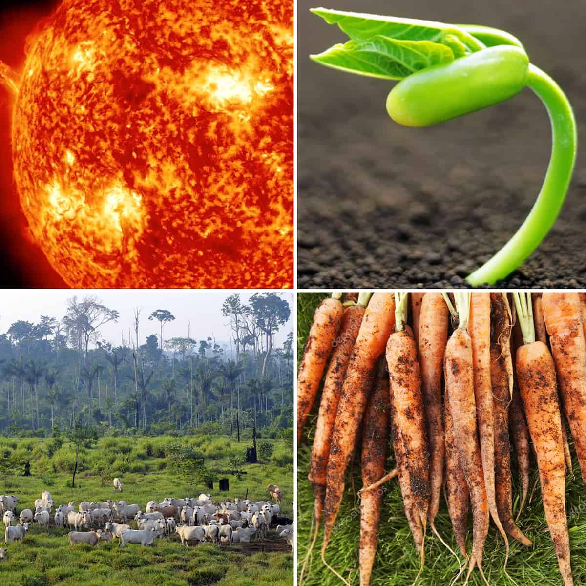 12 Facts About A Vegan Diet and Vegan Nutrition – Nest and Glow